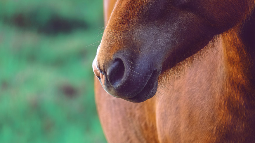 Certificat d’engagement et de connaissance : entrée en vigueur depuis ...